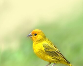 Canary painting | Etsy