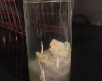Classic Brain in a Jar Preserved Wet Specimen Taxidermy