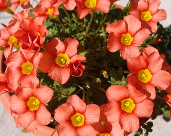 Oxalis nidulans Pom-Pom flowering size bulb