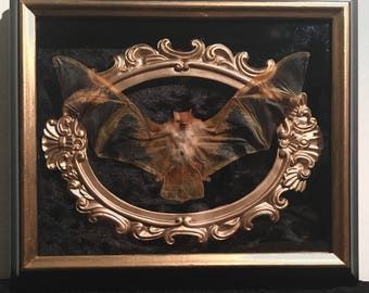 Taxidermy bat | Etsy