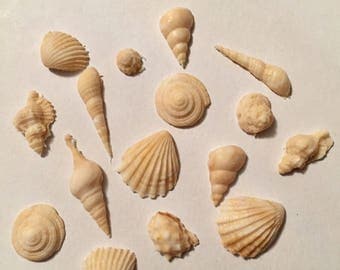 Fondant seashells | Etsy