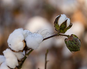 Cotton fields | Etsy