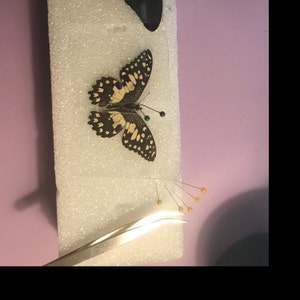 Butterfly Mounting Kit for Beginners with Real Butterflies