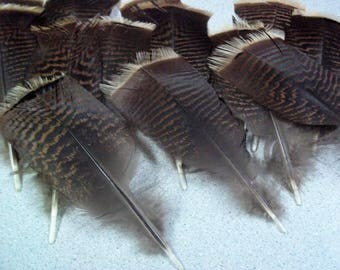 Wild turkey feathers | Etsy