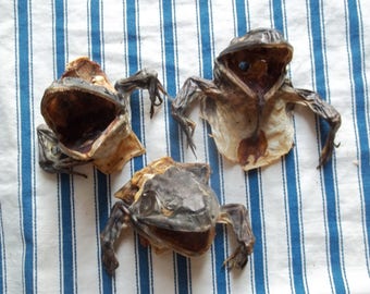 Mummified frog | Etsy