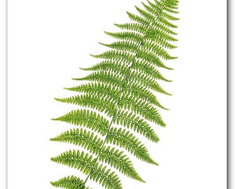 Fern print | Etsy