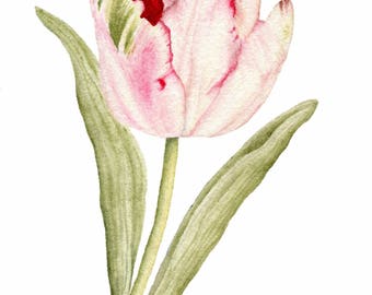 Multi Colored Parrot Tulip Watercolor