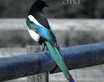 sterling silver magpie pin