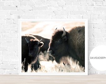 Buffalo poster | Etsy