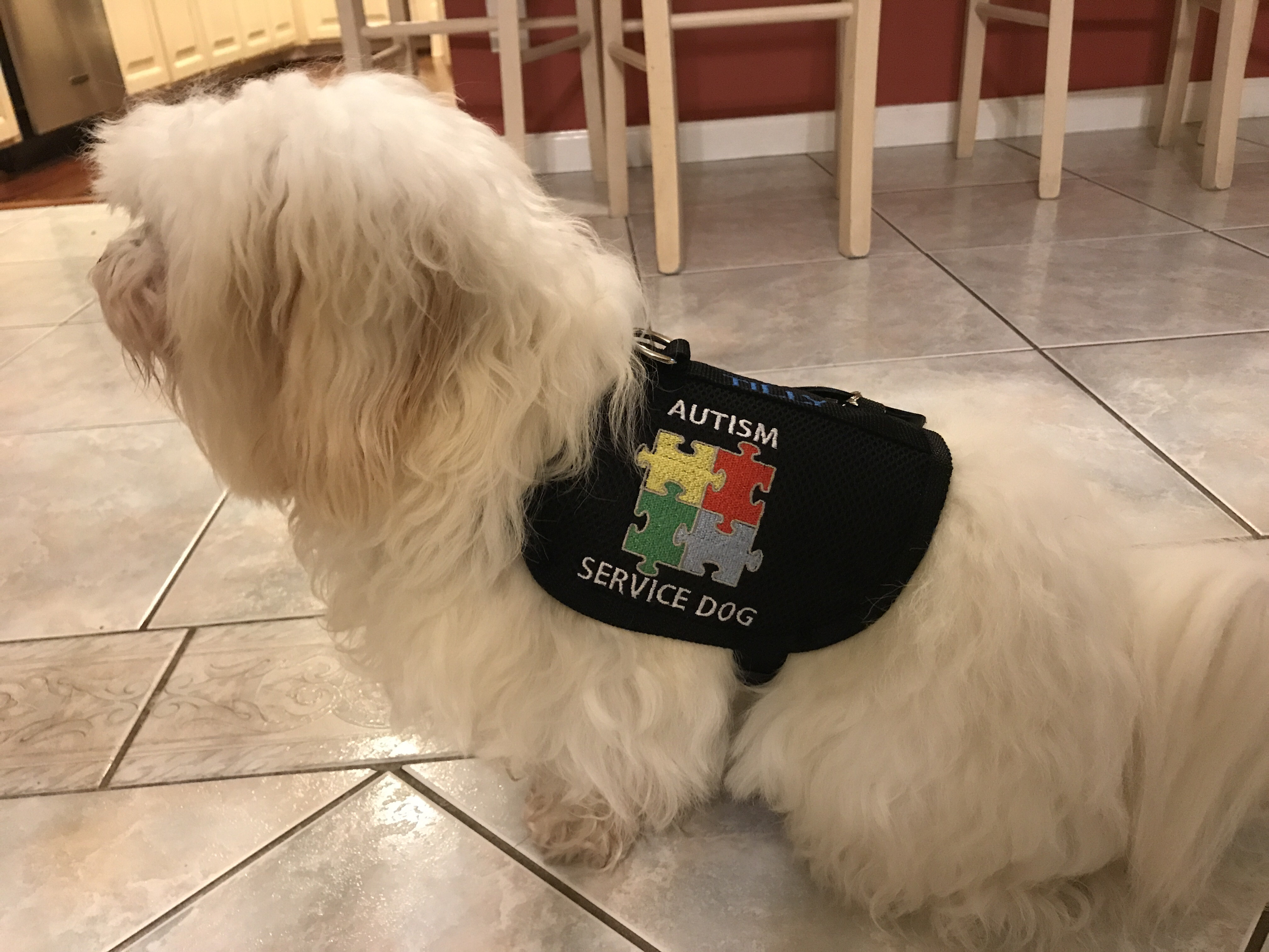 Autism service dogs, Service dogs, Autism services