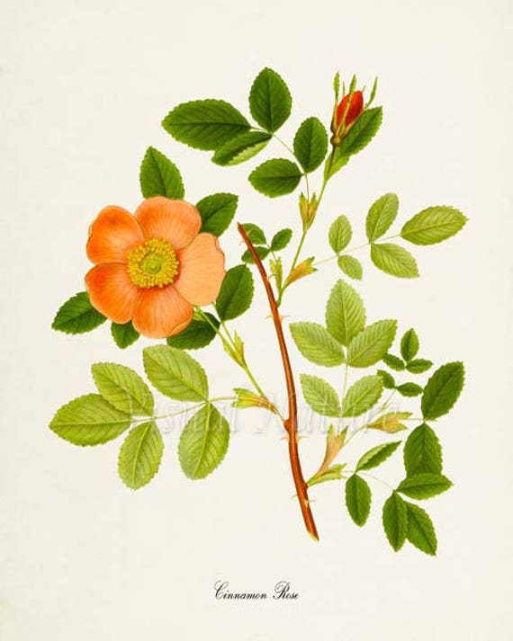 Cinnamon Rose Flower Art Print Botanical Art Print Flower