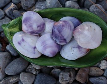 Purple clam shells | Etsy