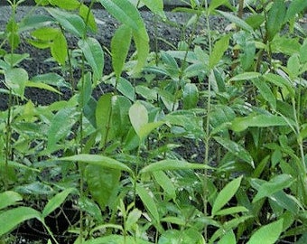 Hawaiian Necklace in Maile Leaf Lei Design Handmade in