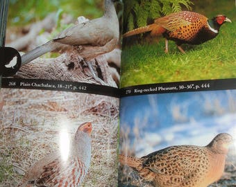 North american birds | Etsy