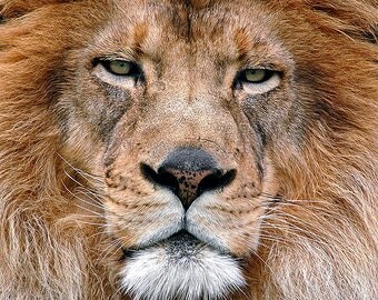 Lion portrait | Etsy