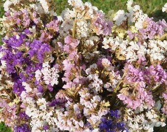 German statice | Etsy