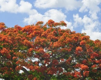 Poinciana tree | Etsy