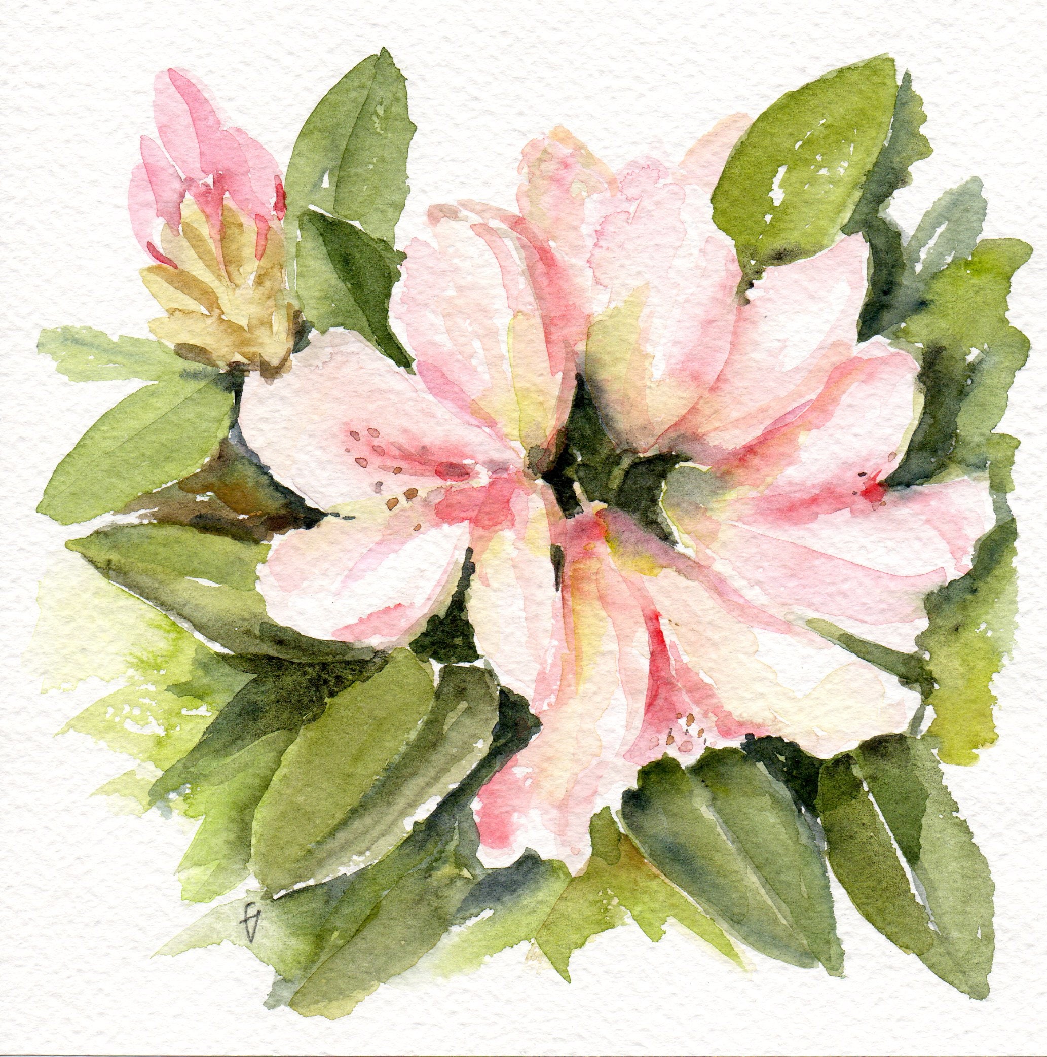 Rhododendrons Original watercolour painting rodho painting