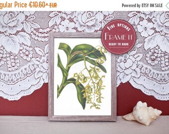 Orchid drawing | Etsy