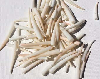 Dentalium shell | Etsy