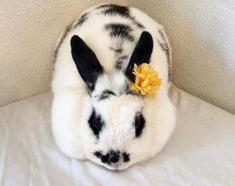 Bunny ears for cats | Etsy