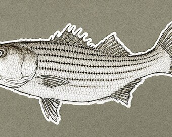 Striped bass sticker | Etsy