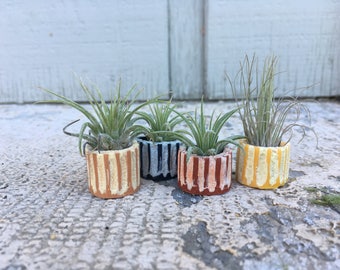 Air plant holder | Etsy