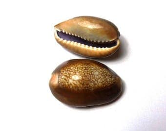 Coffee bean shell | Etsy