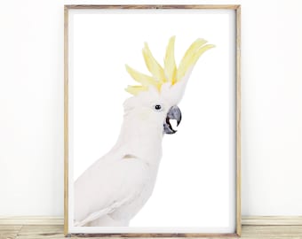 Parrot poster | Etsy