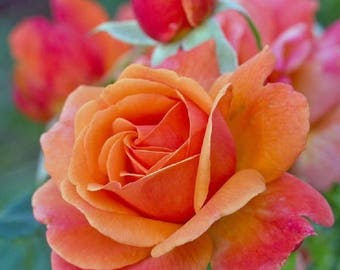 Orange rose bush | Etsy