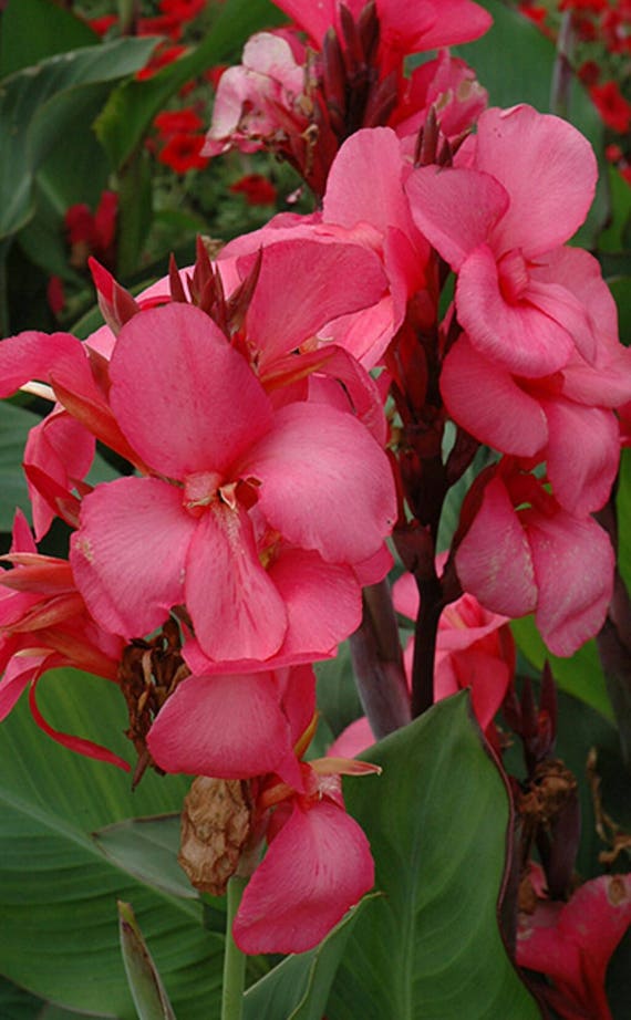 Dwarf Canna Lily Plants For Sale at Patsy Jackson blog