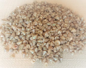 Limpet Shells Tiny Shells Beach Decor Seashells Shells