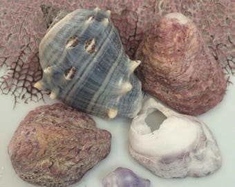 Natural sea shells | Etsy