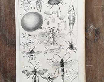 Anatomy plate | Etsy