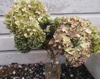 Dried hydrangeas | Etsy