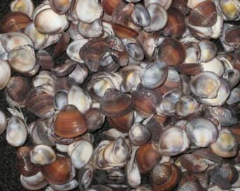 Andara Granosa White Ribbed Ark Shells Craft/Jewelry