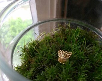 Butterfly terrarium | Etsy