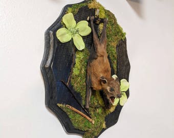Taxidermy bat | Etsy