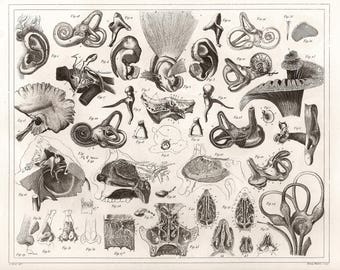 Autopsy drawing | Etsy