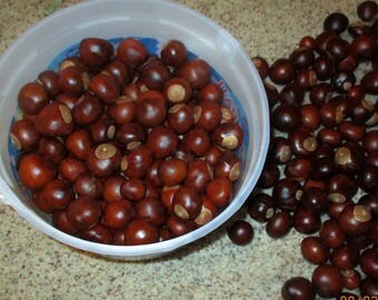 Buckeye nuts | Etsy