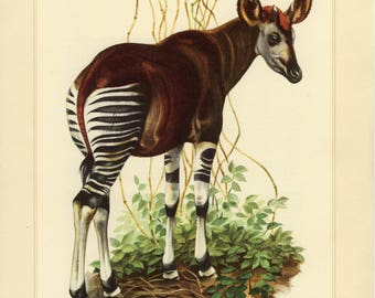 Okapi Christmas Ornament