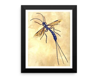 Antique insect print | Etsy