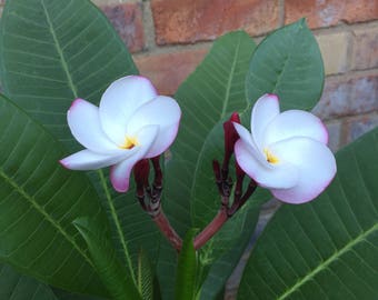 Pink plumeria flower | Etsy