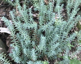 Sedum ground cover | Etsy