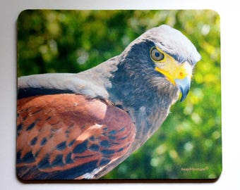 Harris hawk | Etsy