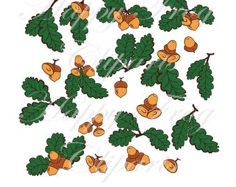 Acorn clipart | Etsy
