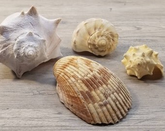 Sea shell collection | Etsy