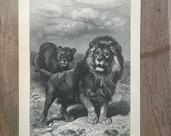 Vintage lion print | Etsy