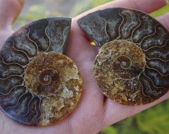 Shell ammonite | Etsy