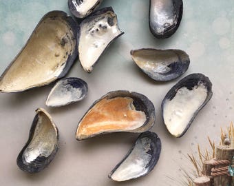 Mussel shells | Etsy